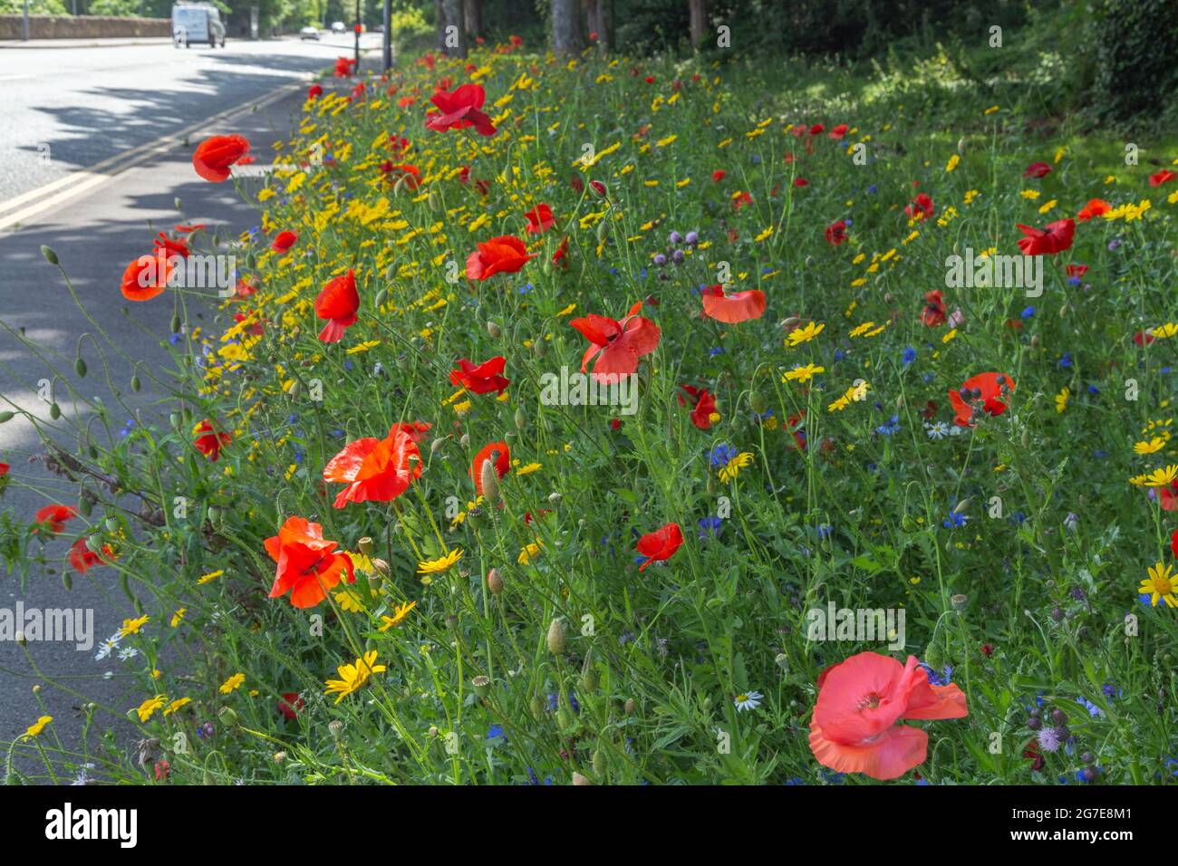 A wildflower roadside verge next to Otley Road in Baildon, West ...