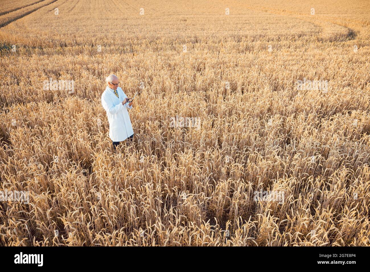 Scientist doing field test of new GMO grain for better yield, shot from ...