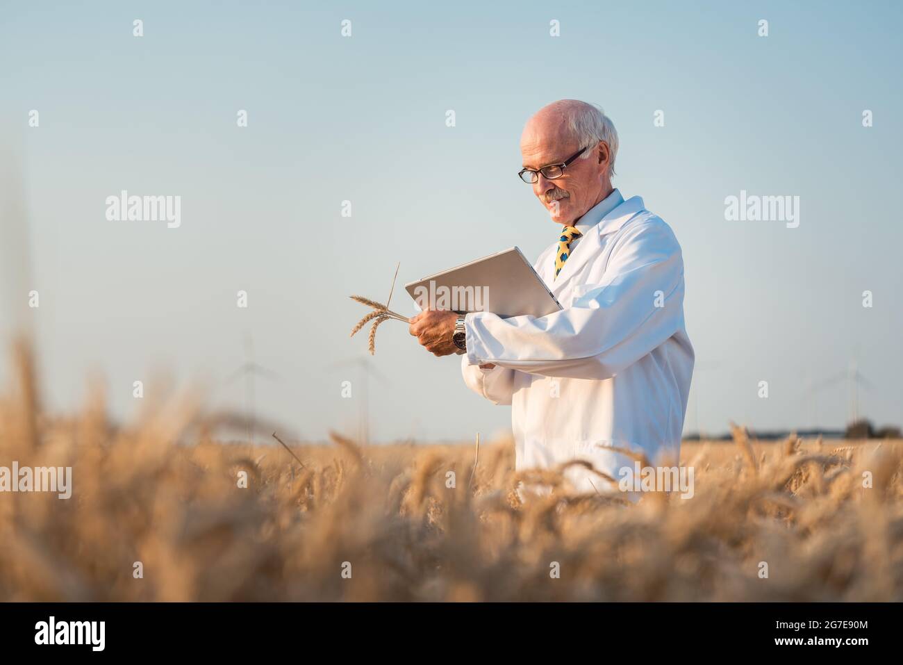 Researcher doing field test on new kinds of grain and wheat in outdoor ...