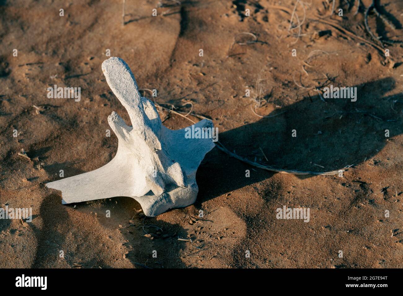 Camel skeleton bone of vertebrae spine bone on the desert sand in the ...