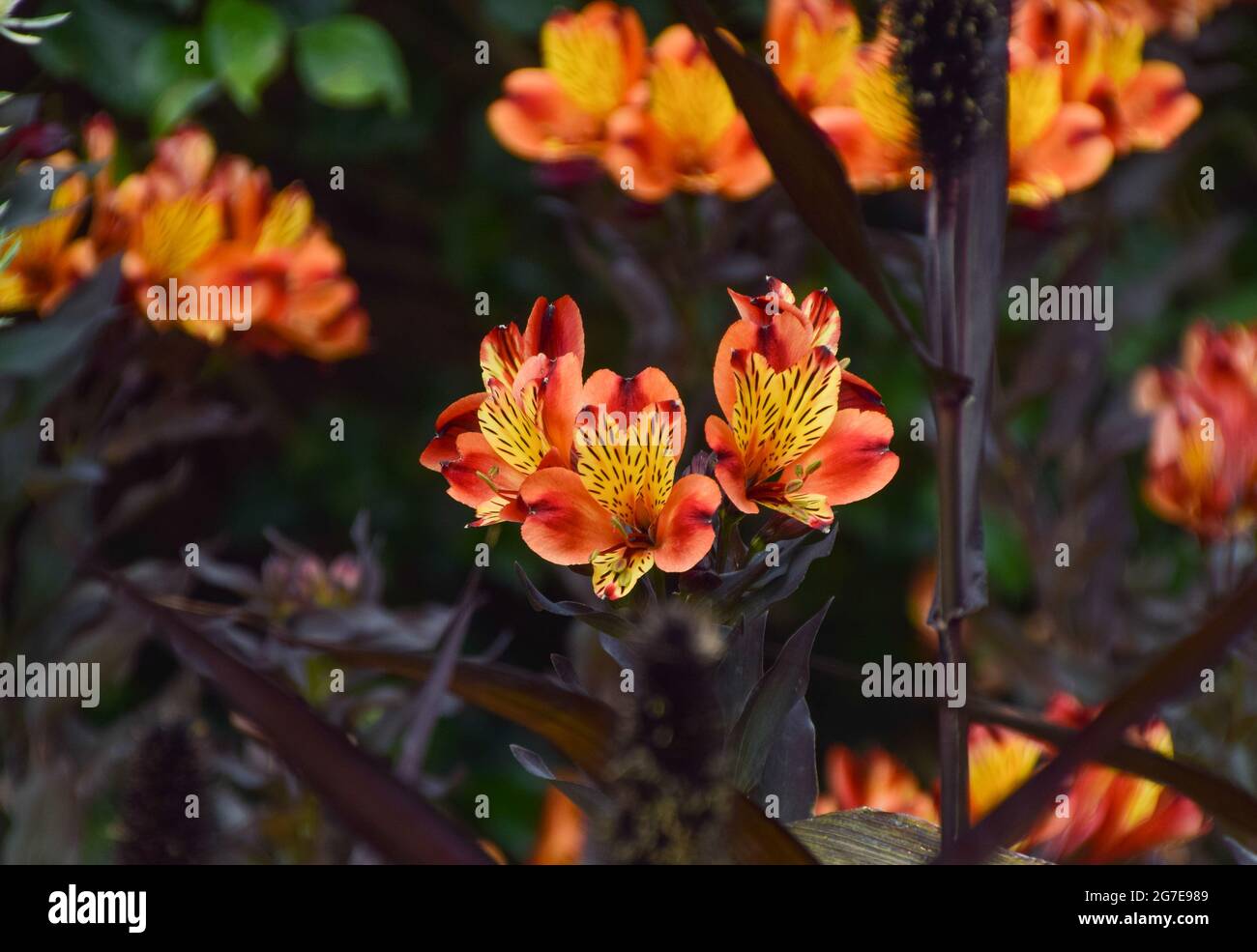 Inca Lily High Resolution Stock Photography and Images - Alamy