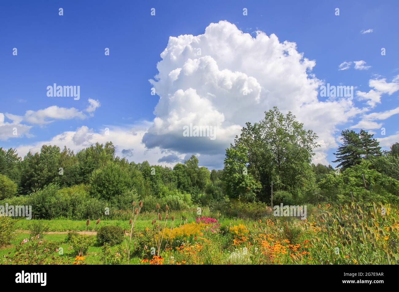 Summer landscape in Latvia, East Europe. Bright flowers and green trees ...