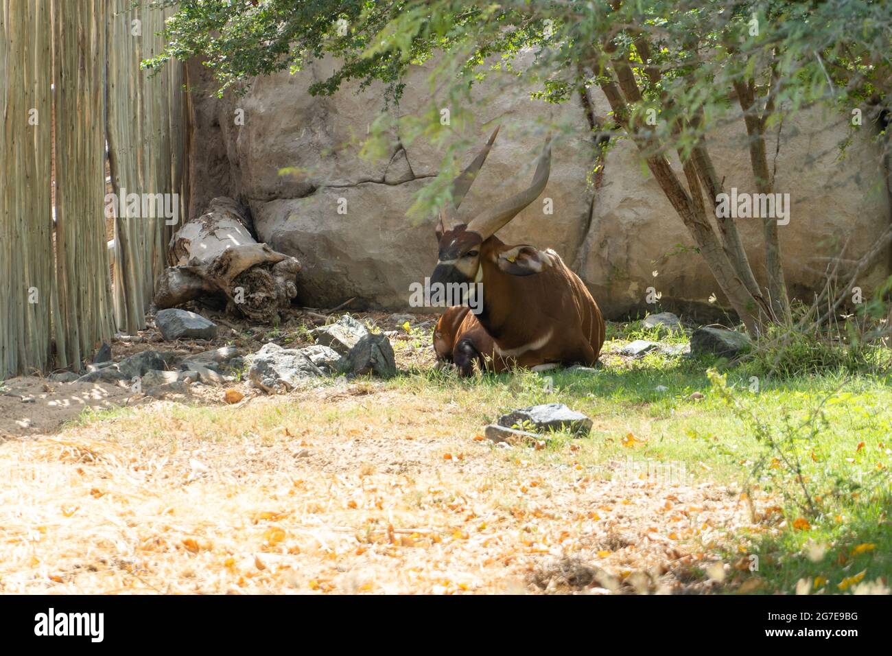 A bongo (Tragelaphus eurycerus) antelope sitting resting under a tree ...