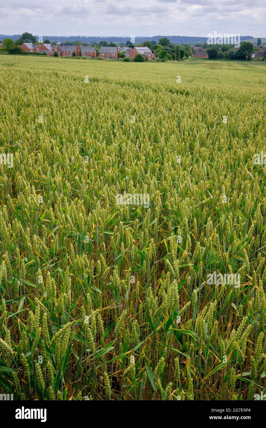 Bramcote woods hi-res stock photography and images - Alamy