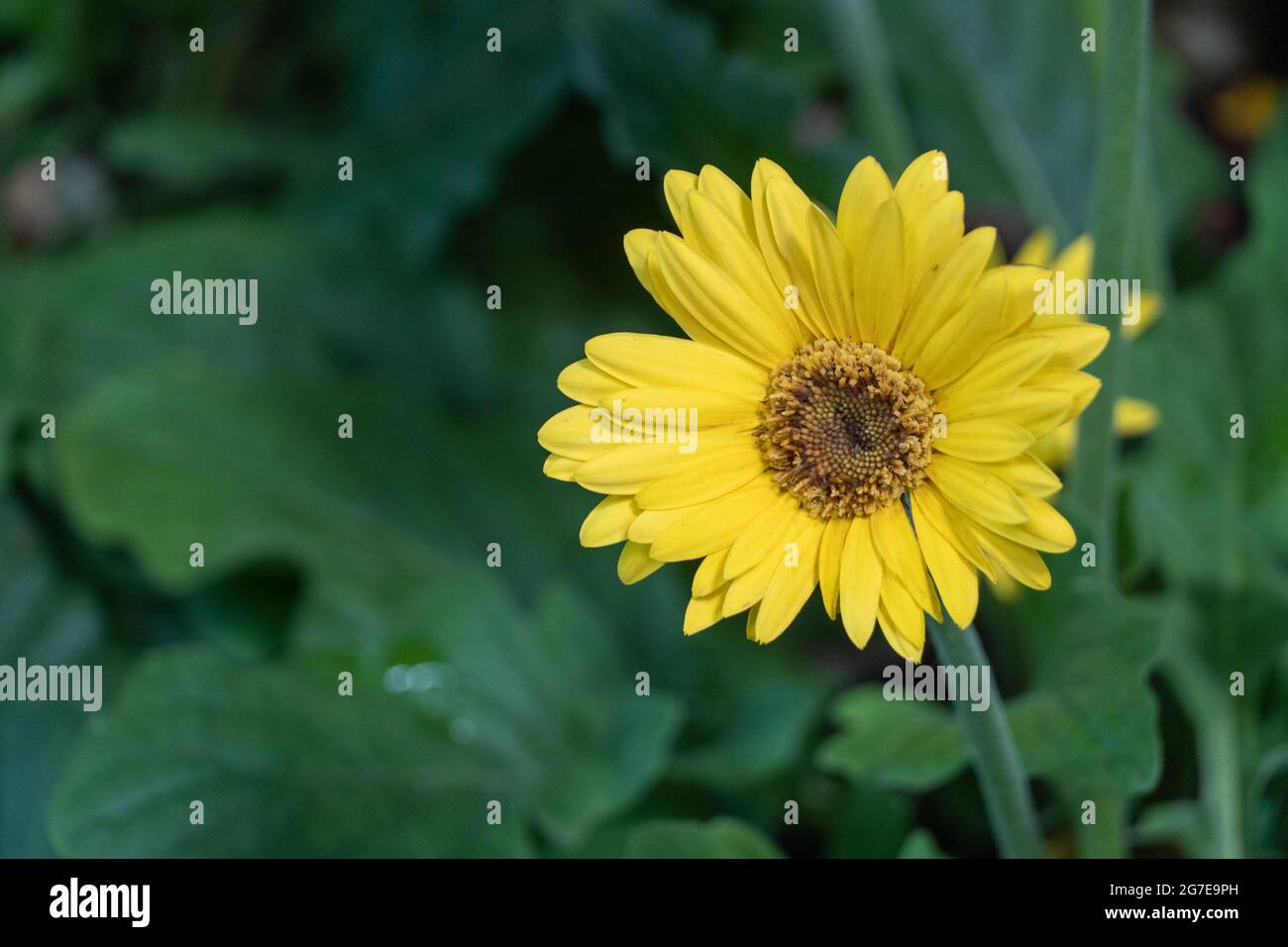 Gebera daisy flower hi-res stock photography and images - Alamy