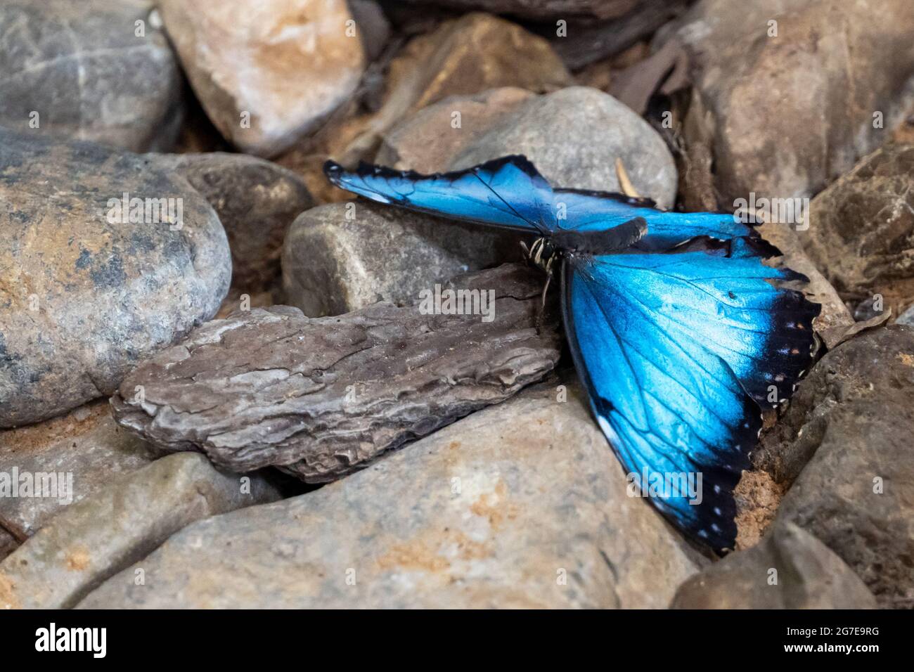 Blue butterfly, Morpho peleides, the Peleides blue morpho, common ...