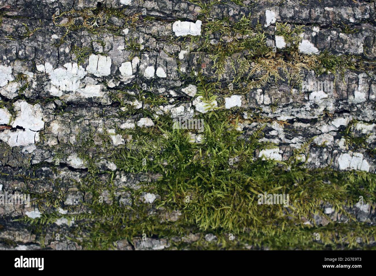 Tree bark texture in the forest close up Stock Photo - Alamy