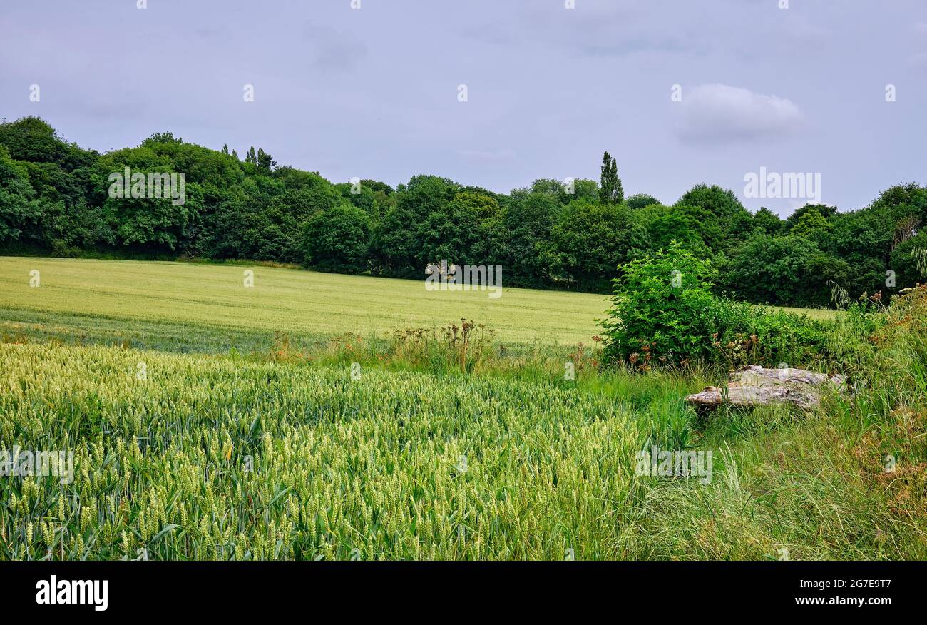 Common Lane High Resolution Stock Photography and Images - Alamy