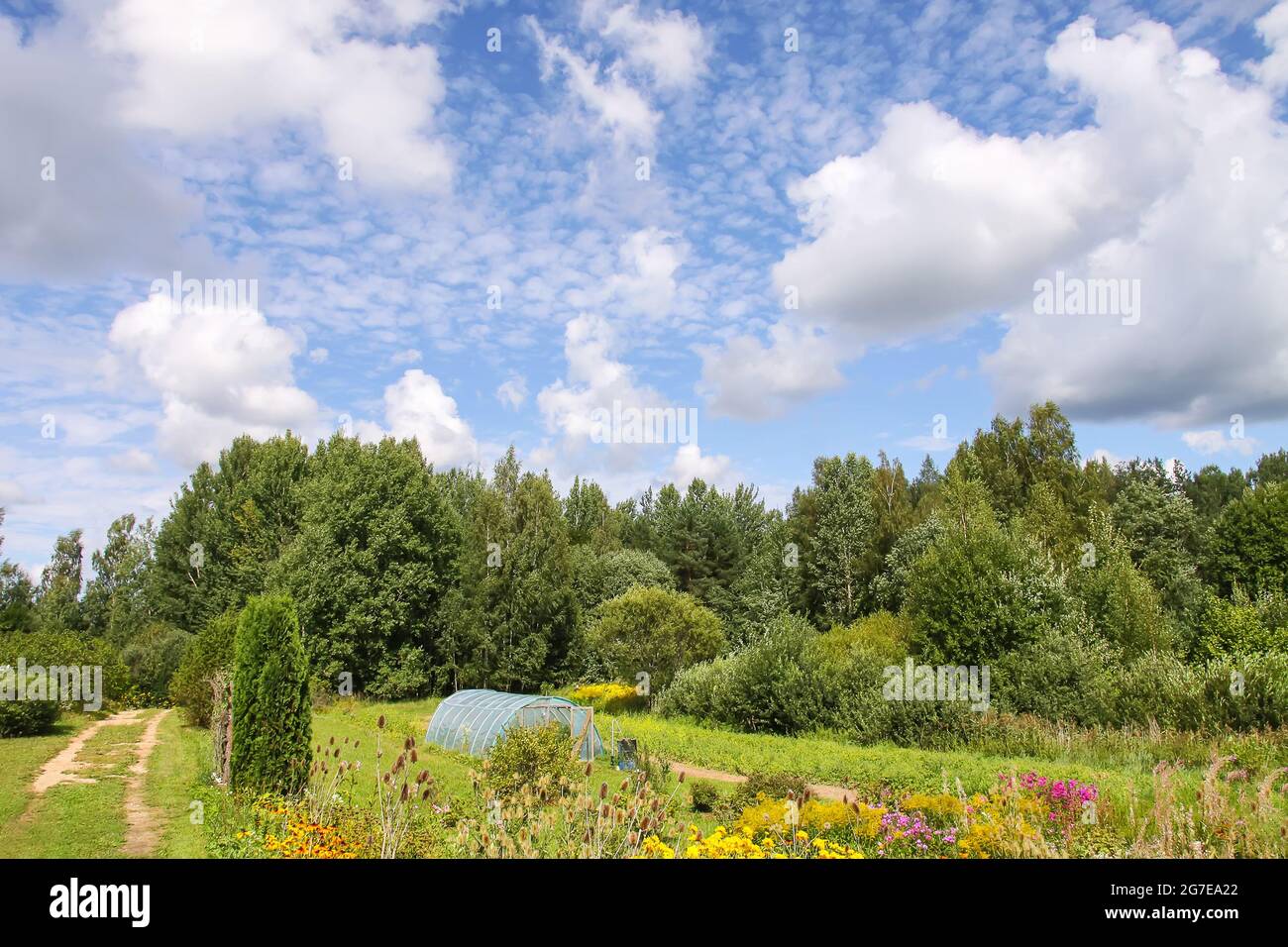 Summer landscape in Latvia, East Europe. Green trees and small ...