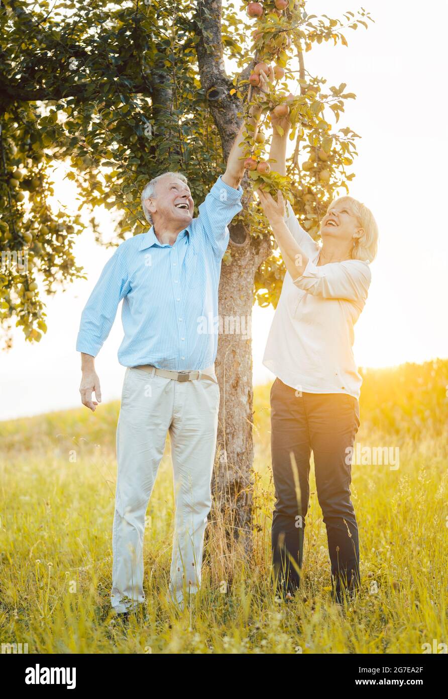 Senior couple of woman and man eating apples fresh from the tree, they ...