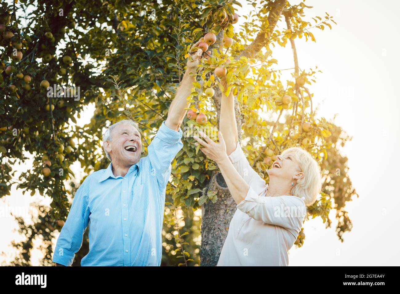 Senior couple of woman and man eating apples fresh from the tree, they ...