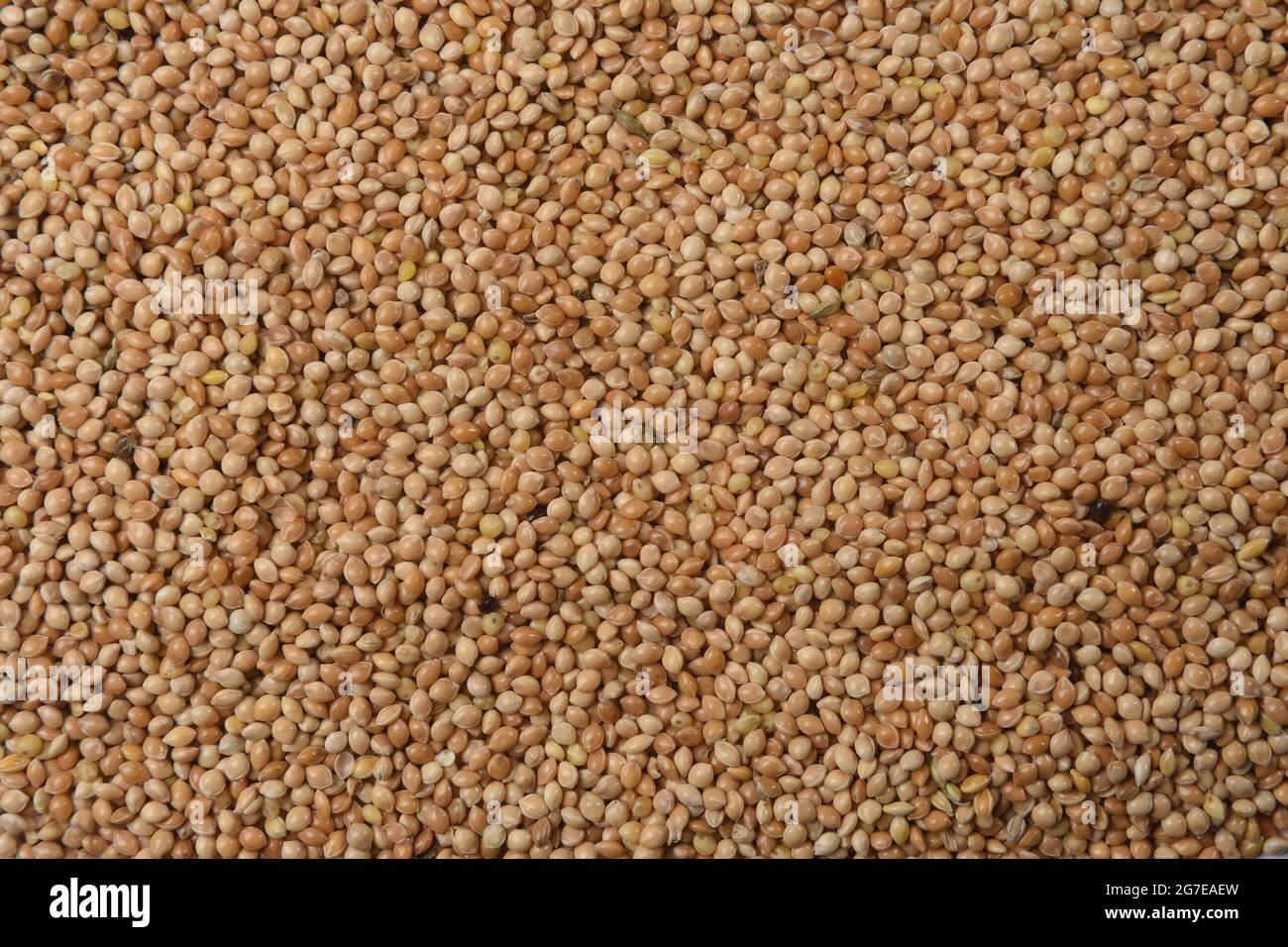 texture of grain of yellow millet on white background Stock Photo - Alamy