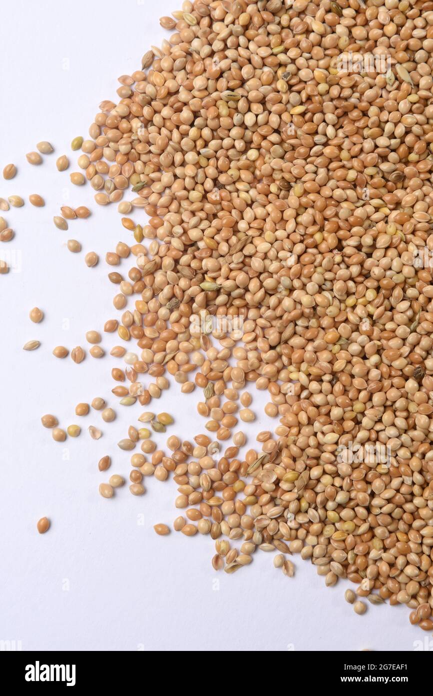 grain of yellow millet on white background Stock Photo - Alamy