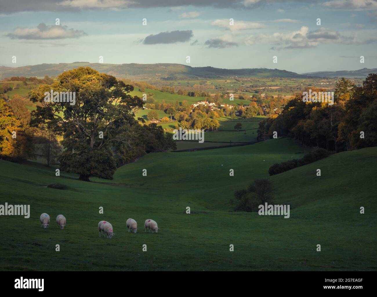 5 sheep grazing in a green field in a rural scene lit by sunlight Stock ...