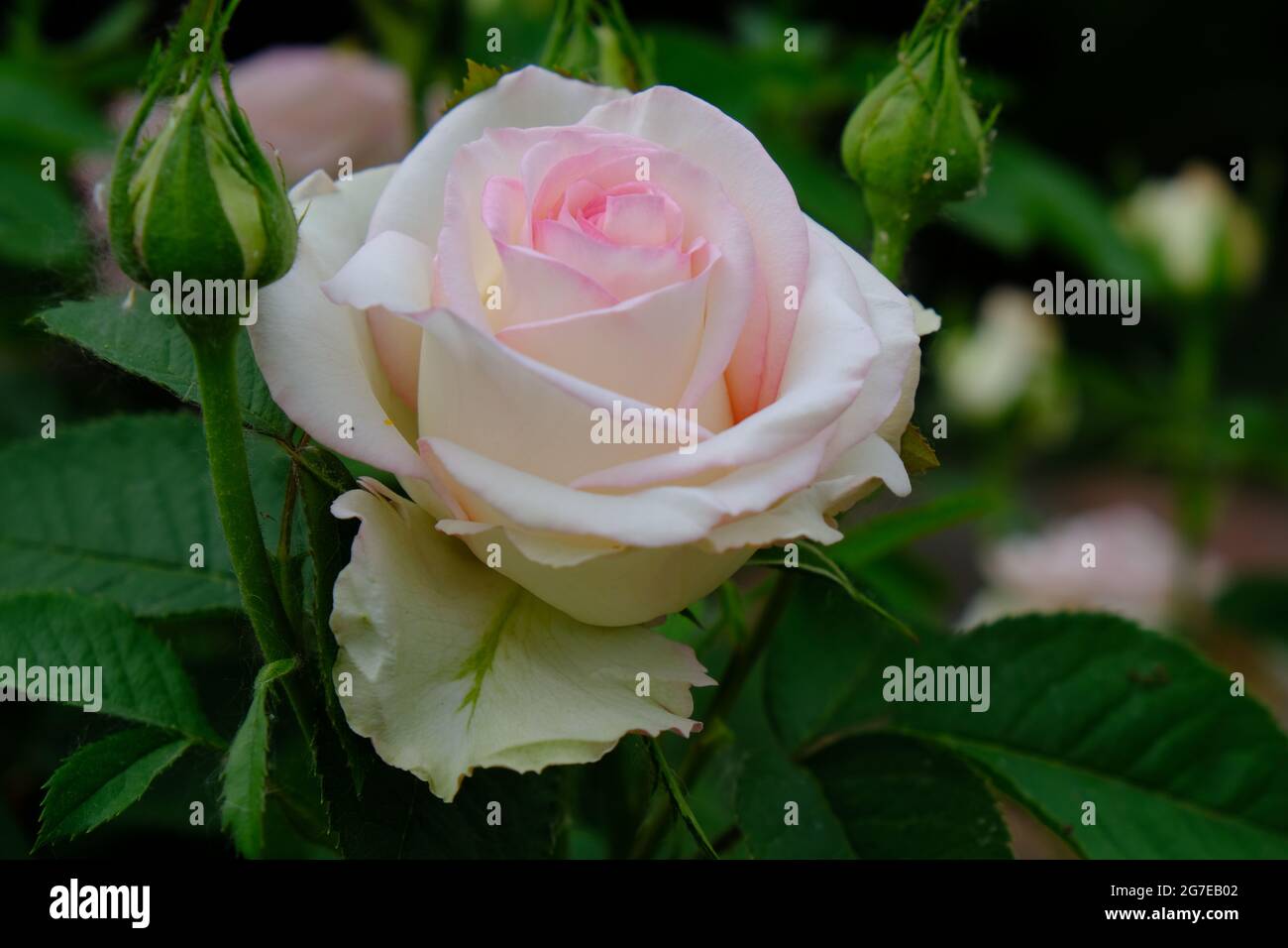 Rose bloom hi-res stock photography and images - Alamy