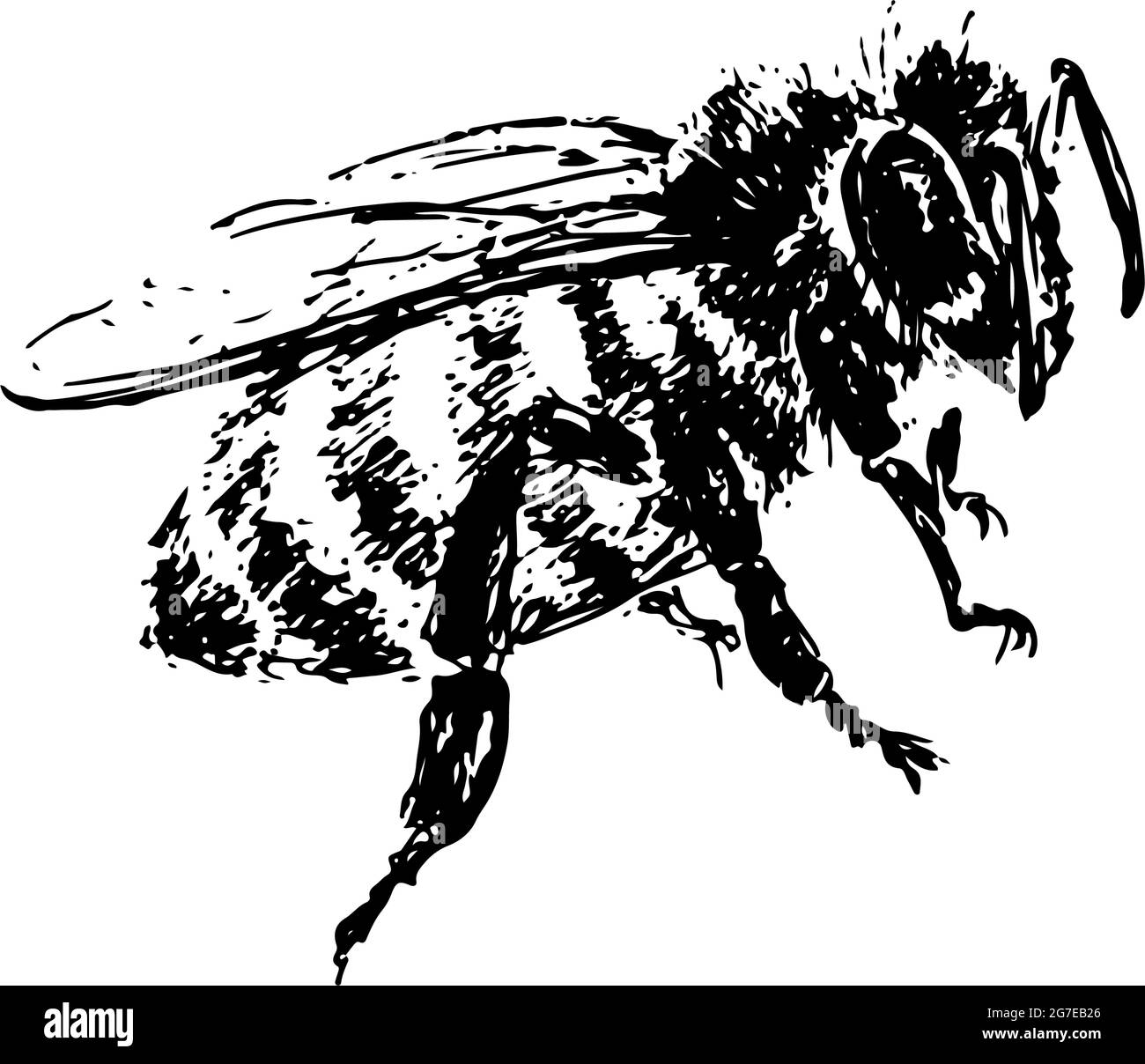 Honey bee yellow pollen Black and White Stock Photos & Images - Alamy