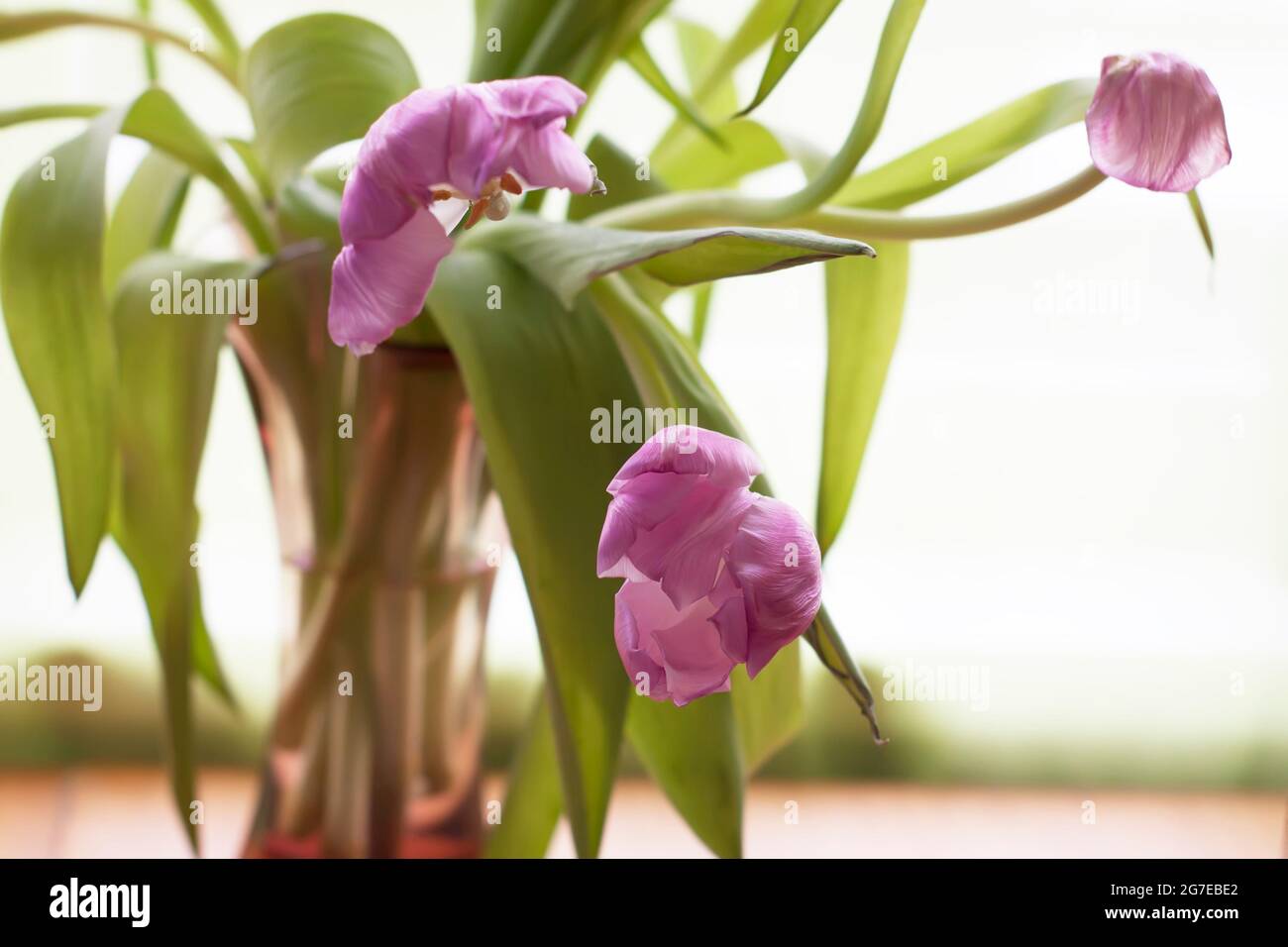 Bouquet of beautiful pink tulip flowers Stock Photo - Alamy