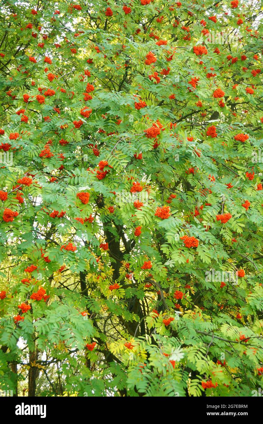 Vertical closeup of a Sorbus tree with red berries Stock Photo - Alamy