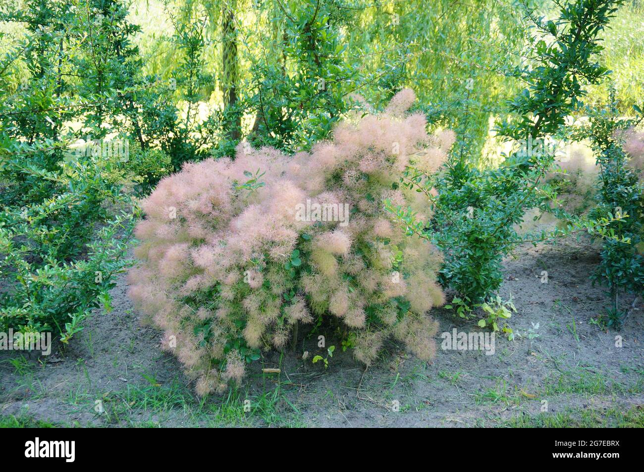 European smoke tree (Cotinus coggygria) growing in a green garden Stock ...