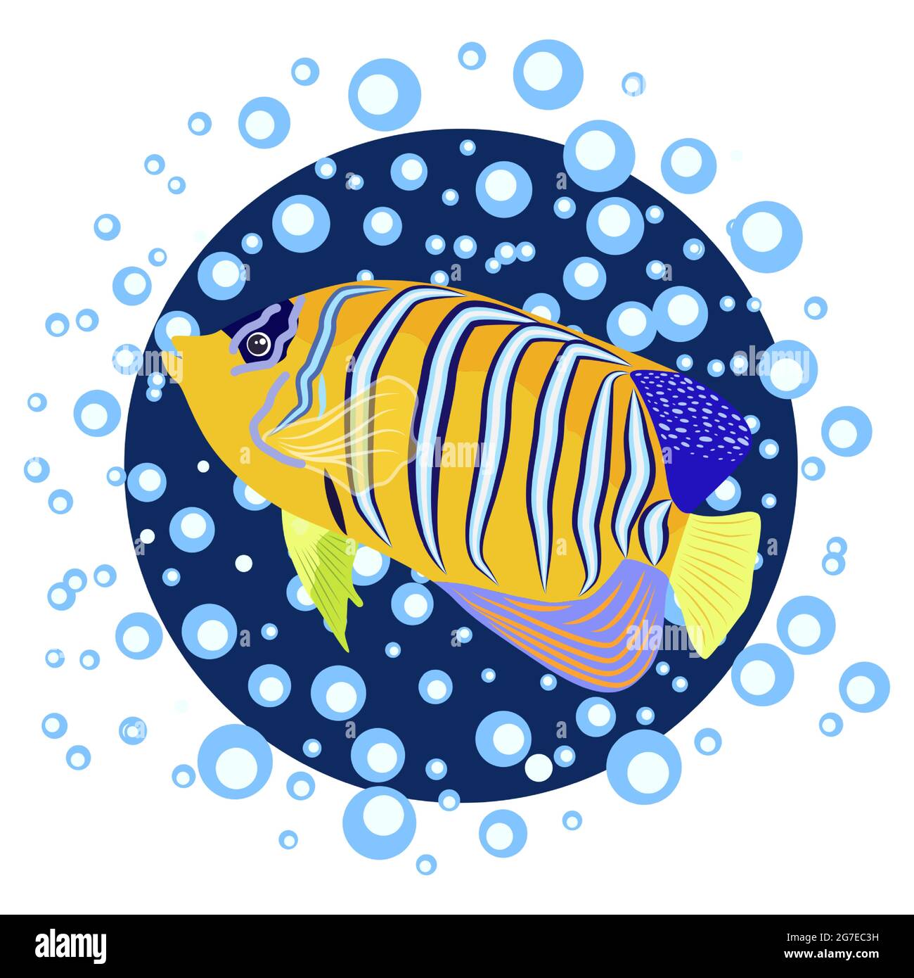 Emperor angelfish Pomacanthus imperator on white, sea animal wildlife ...