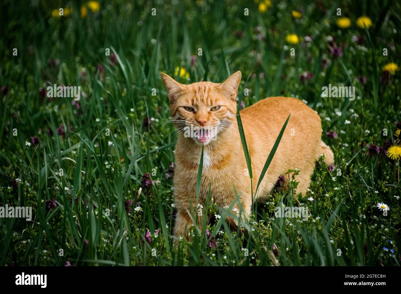 Beautiful cat on field hi-res stock photography and images - Alamy