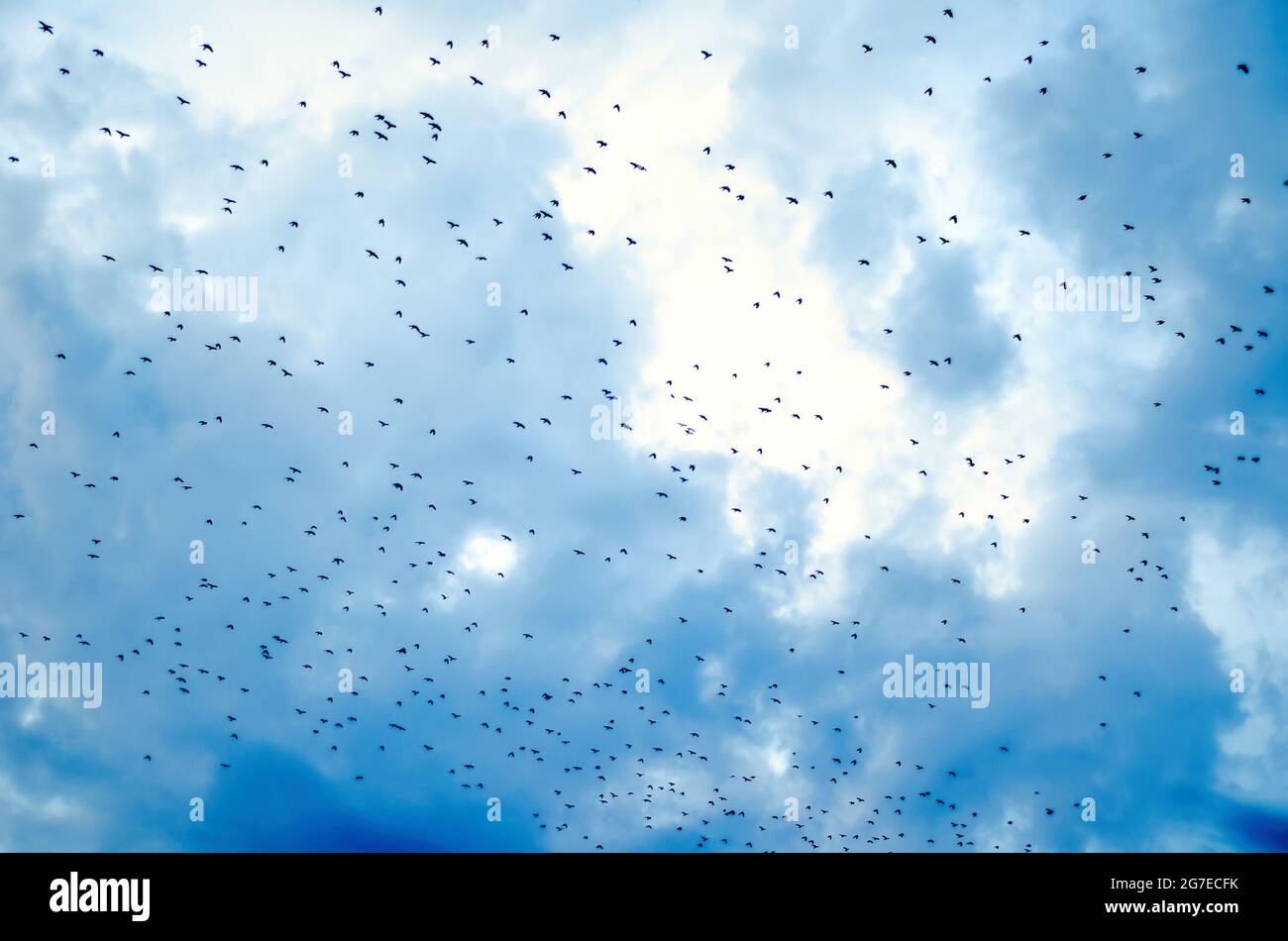 flock of crows flying in the sky Stock Photo - Alamy