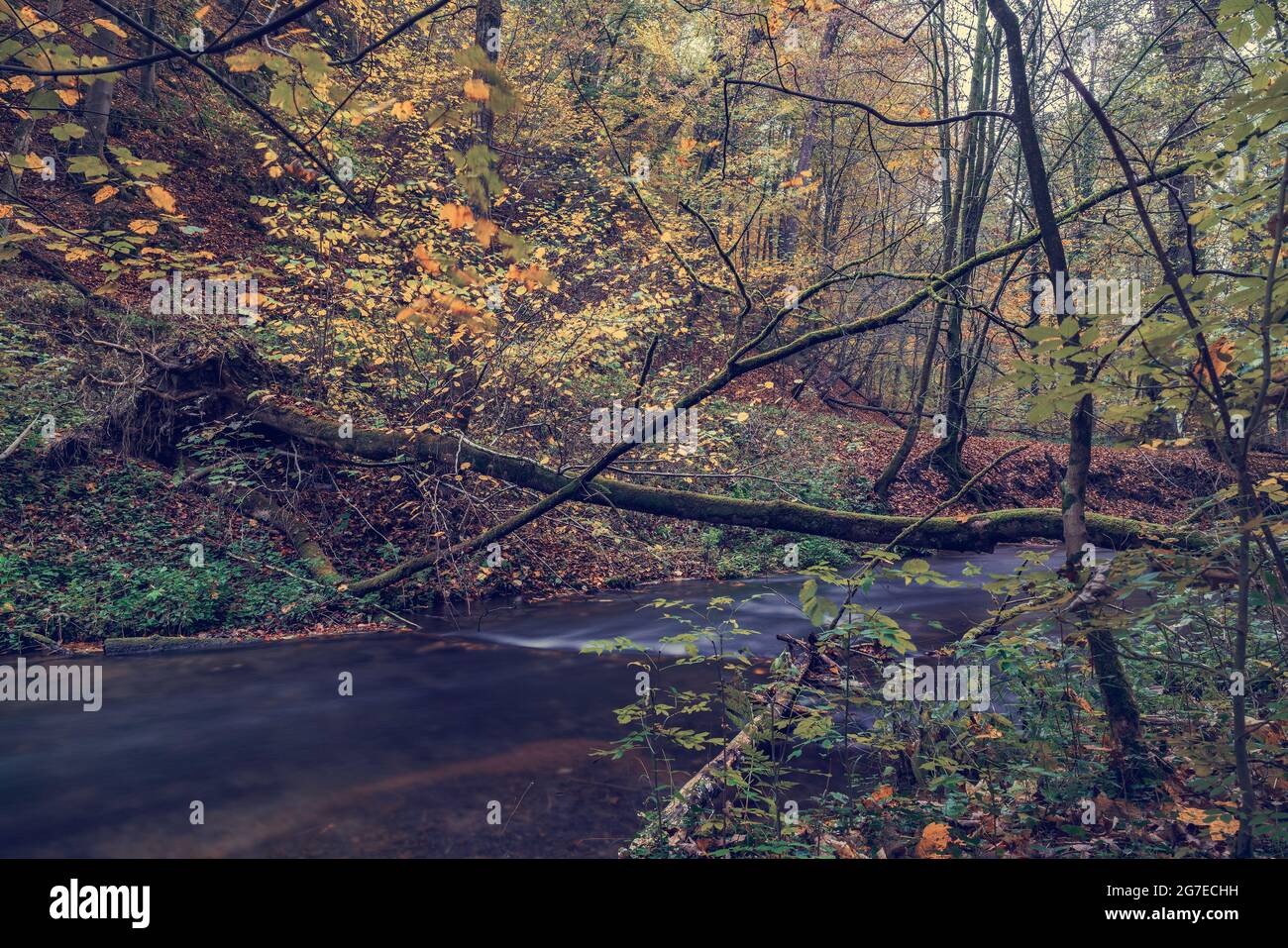 Wild river in autumn forest, Germany. Long exposure Stock Photo - Alamy