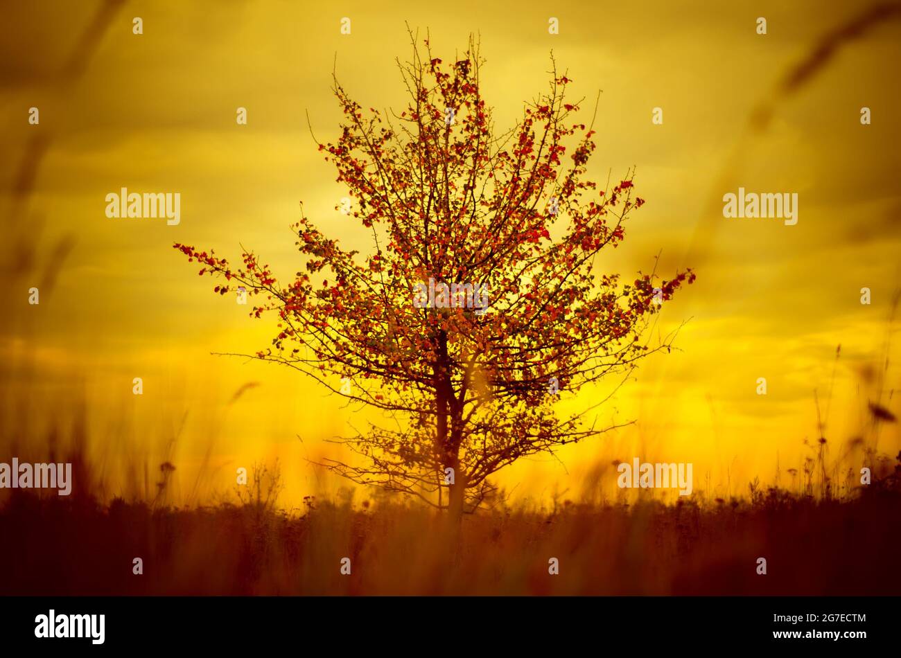 Beautiful single tree in meadow sun hi-res stock photography and images ...