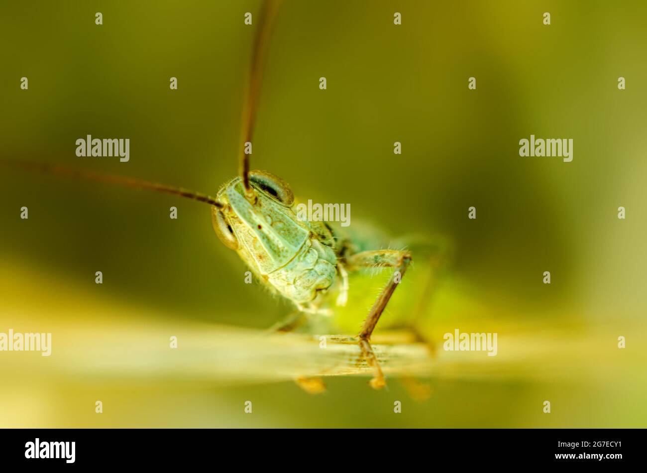 beautiful grasshopper sitting in the grass macro Stock Photo - Alamy