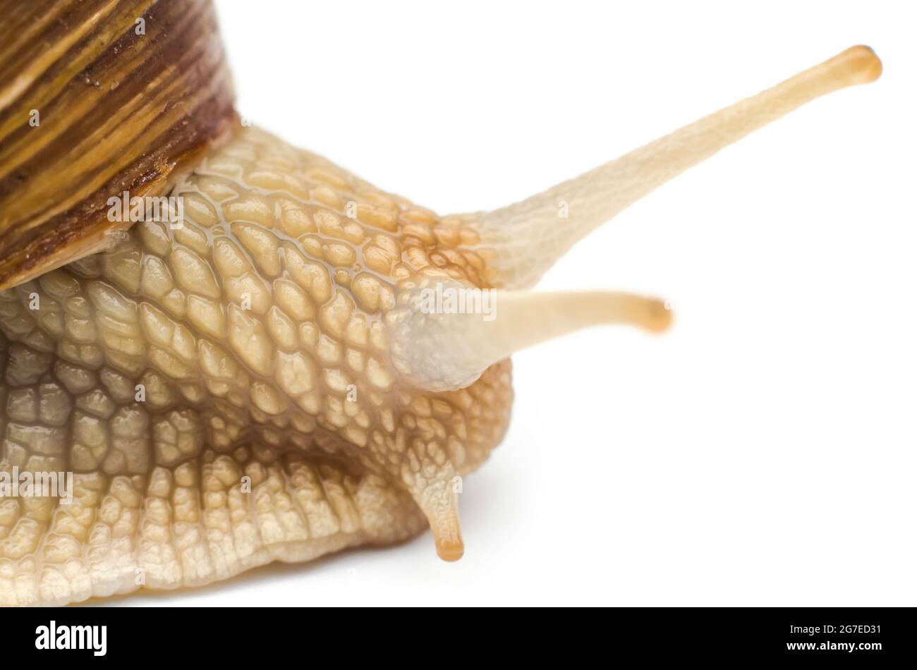 snail macro isolated on a white background Stock Photo - Alamy