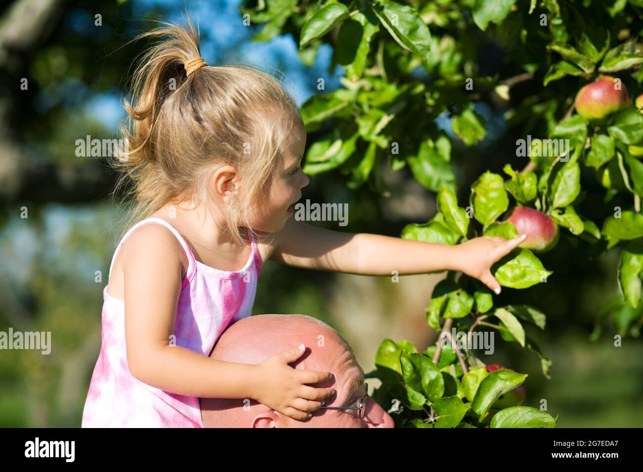 A little girl sitting on daddy’s shoulders, pointing at an apple in the ...