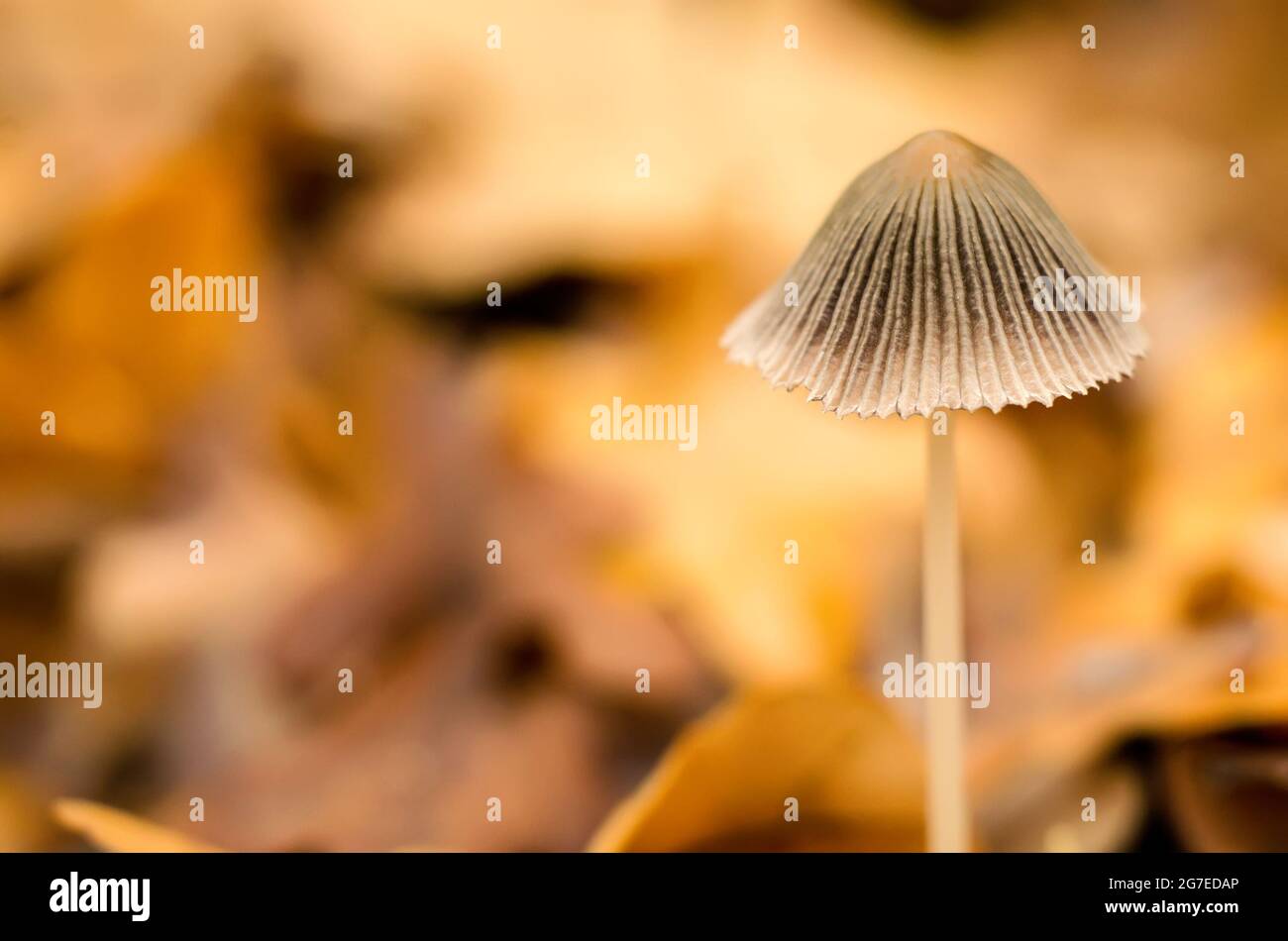 Toadstool closeup hi-res stock photography and images - Alamy
