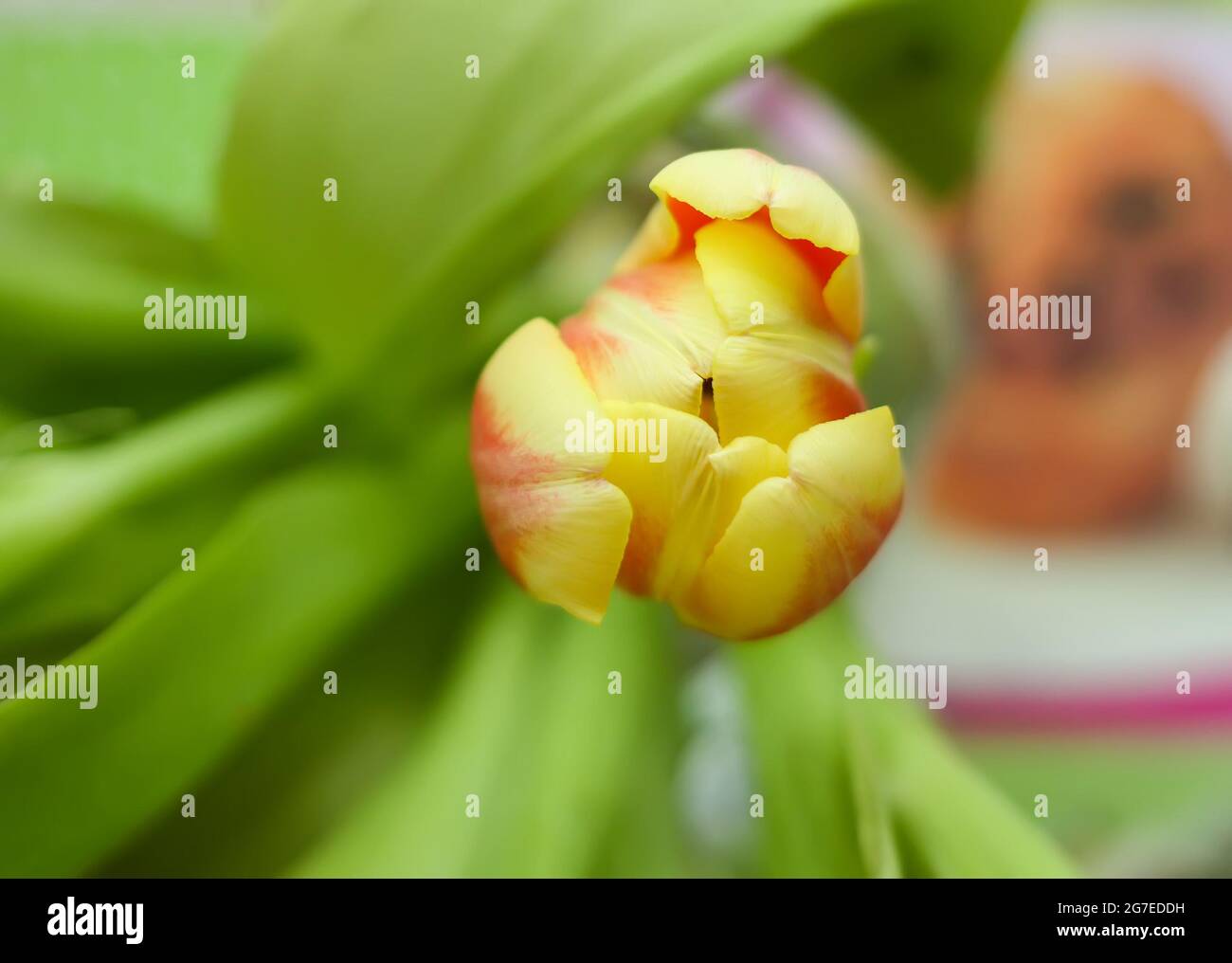 Spring tulip flowers in sunlight close up Stock Photo - Alamy