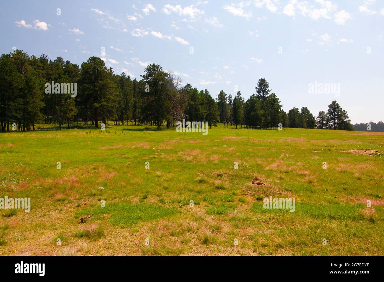 Views of a Prairie Dog Town in Wind Cave National Park in Summer, South ...