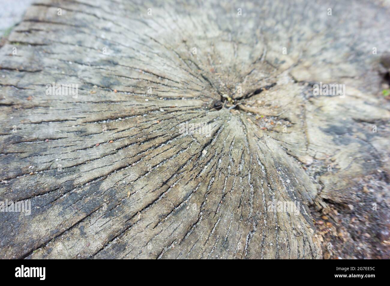 Closeup of a surface of an old tree stump Stock Photo - Alamy