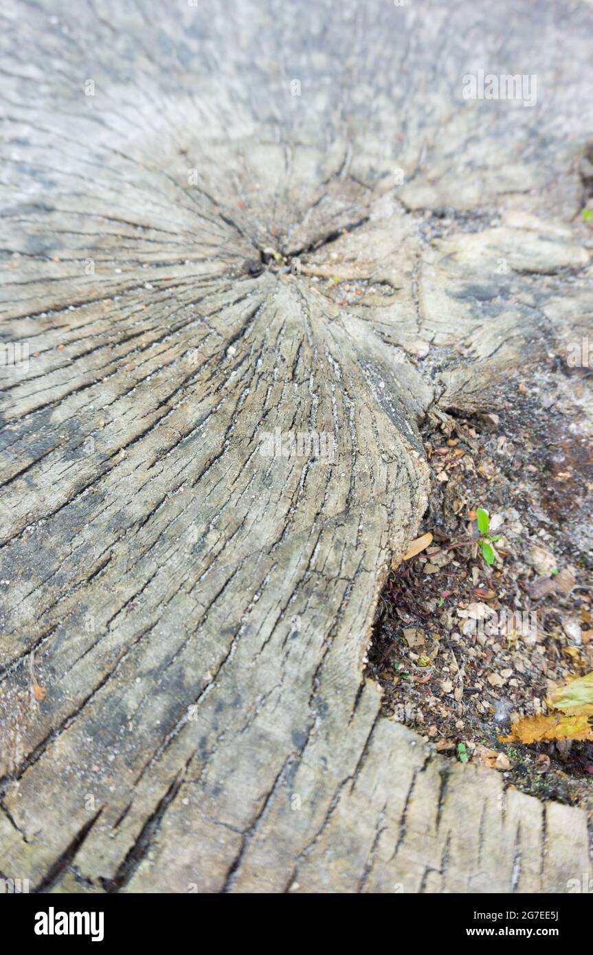 Closeup of a surface of an old tree stump Stock Photo - Alamy