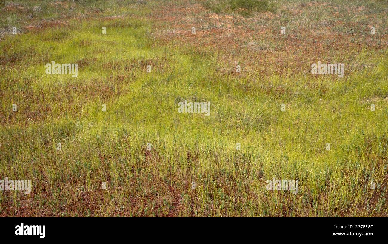 Typical bog landscape vegetation; Bogland Sphagnum, peat moss and ...