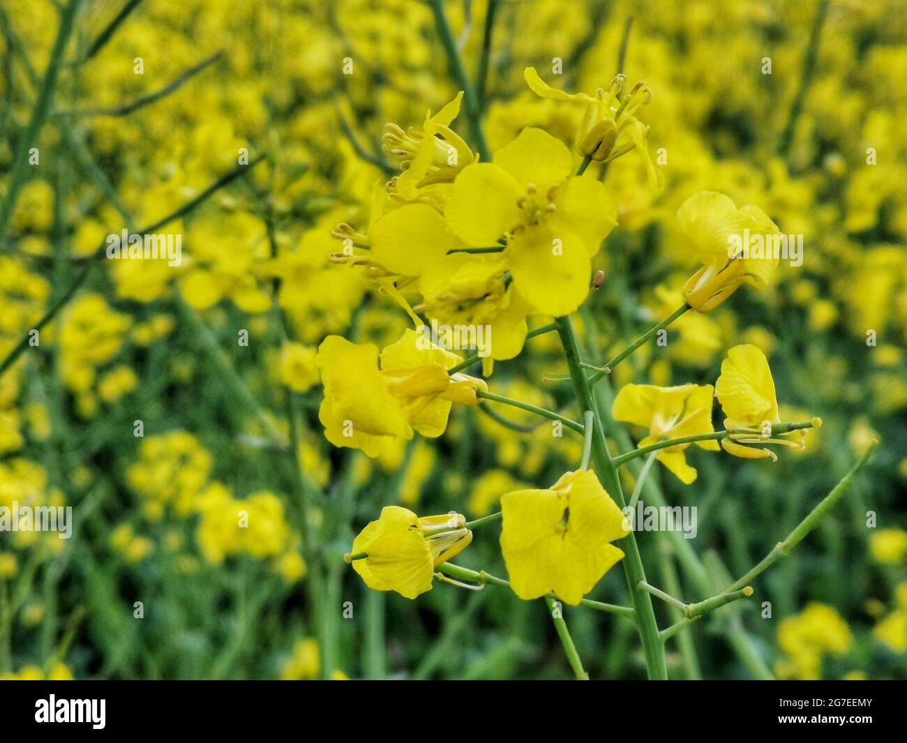 Rapeseed oil rich seed hi-res stock photography and images - Alamy