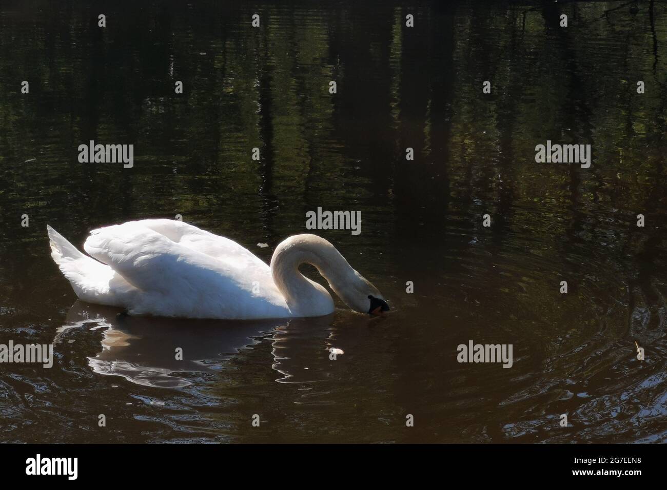 Background swam hi-res stock photography and images - Alamy
