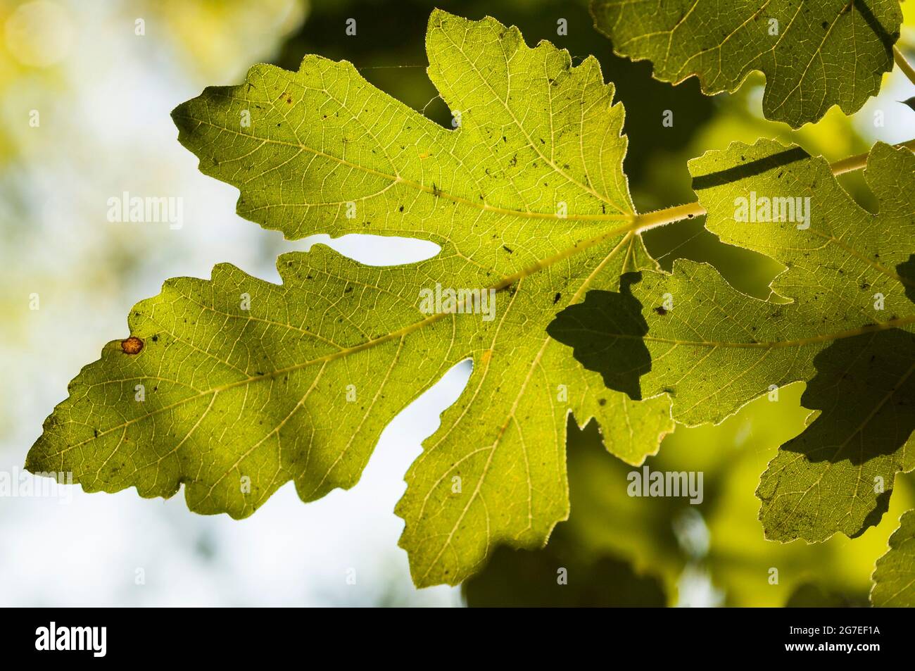 Leaf of a fig tree illuminated by the warm light of a summer sunset ...