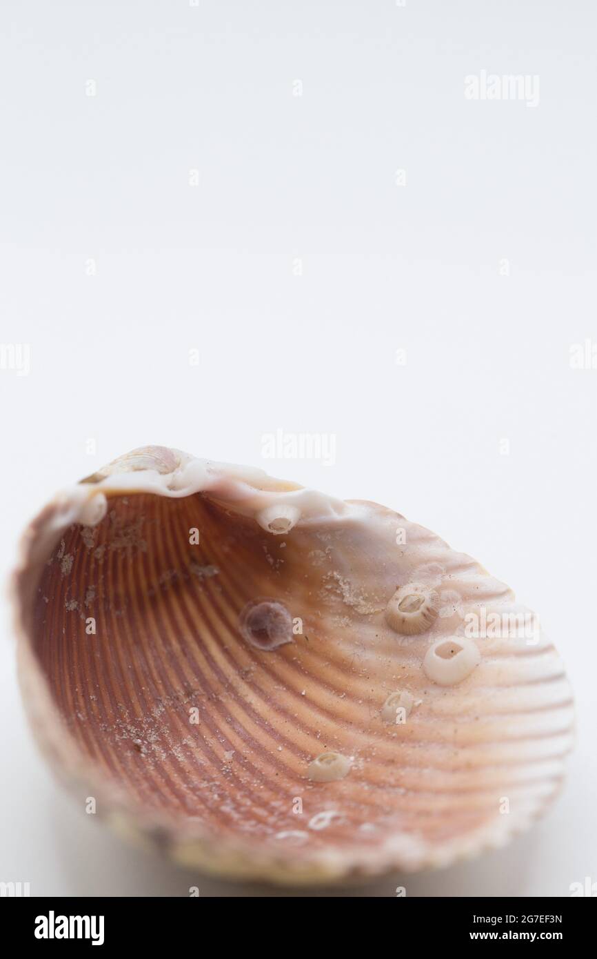 A seashell with barnacles against a white background Stock Photo - Alamy