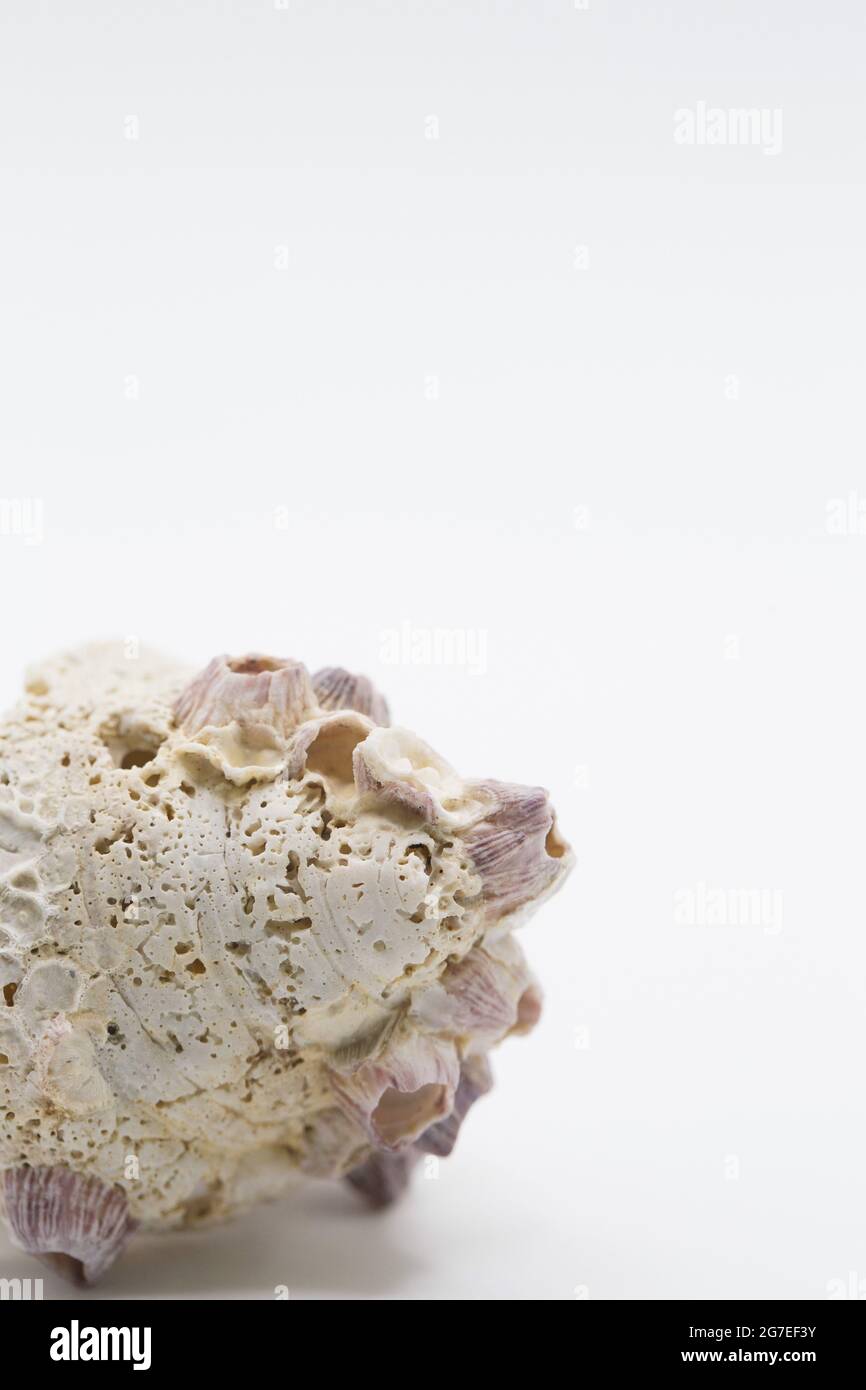 A seashell with barnacles against a white background Stock Photo - Alamy