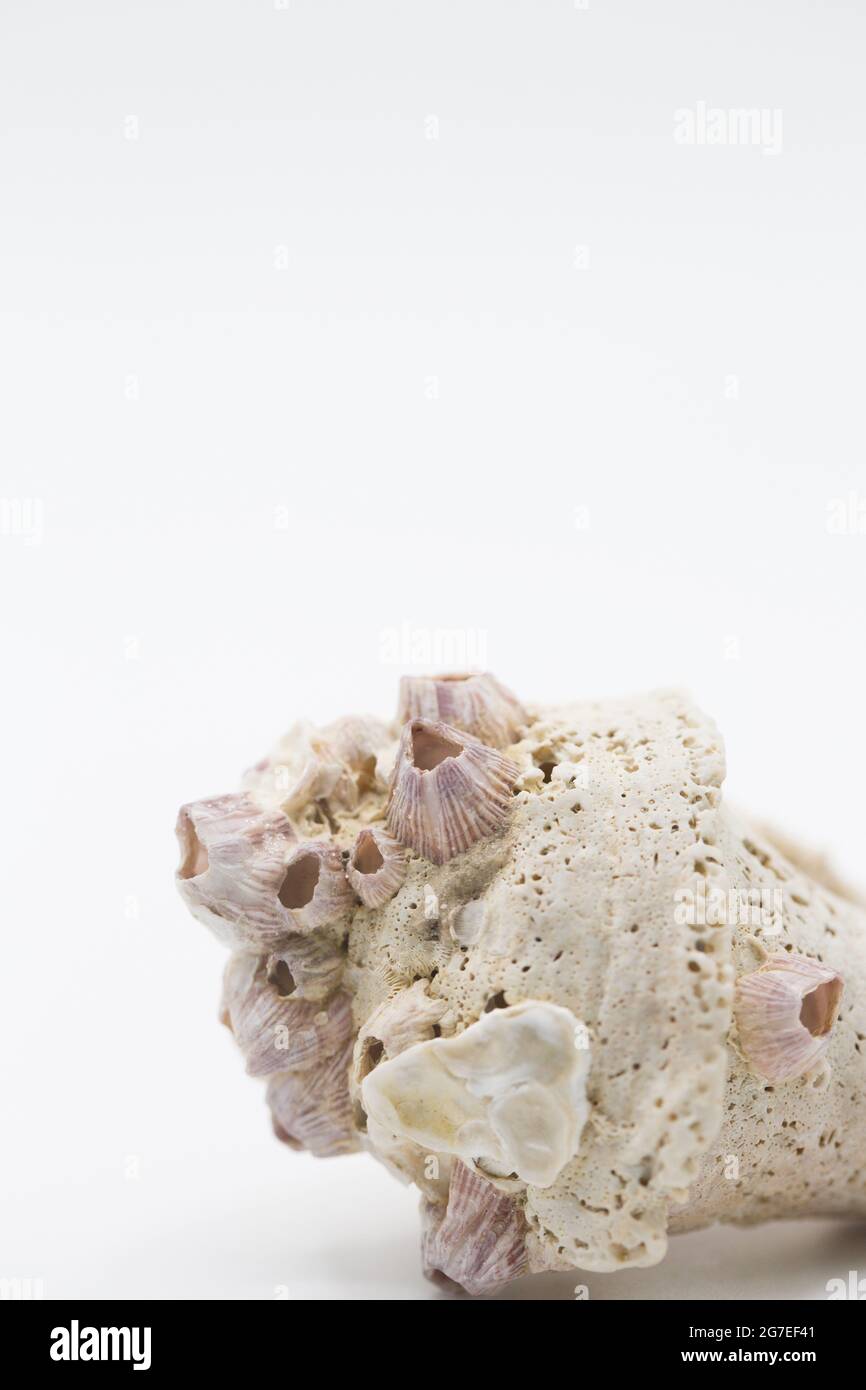 A seashell with barnacles against a white background Stock Photo - Alamy