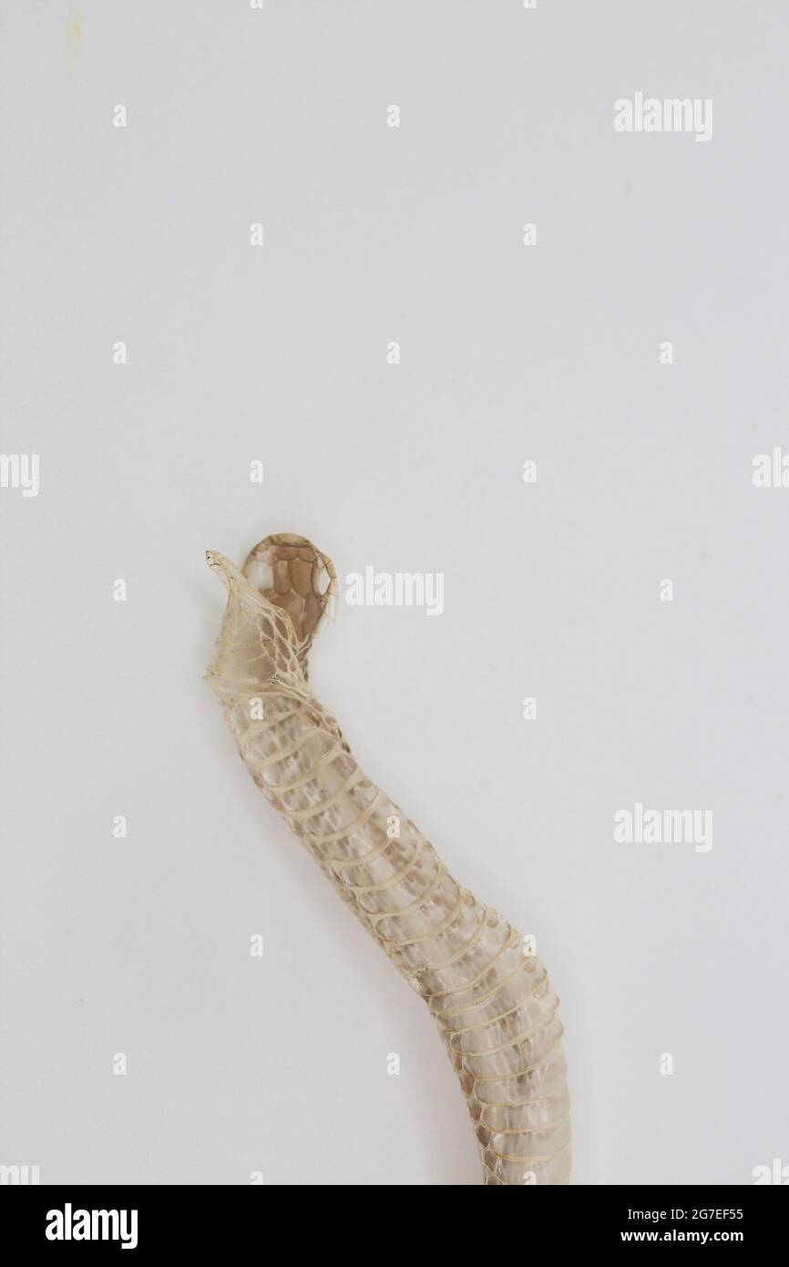 A shed snakeskin on a white background Stock Photo - Alamy
