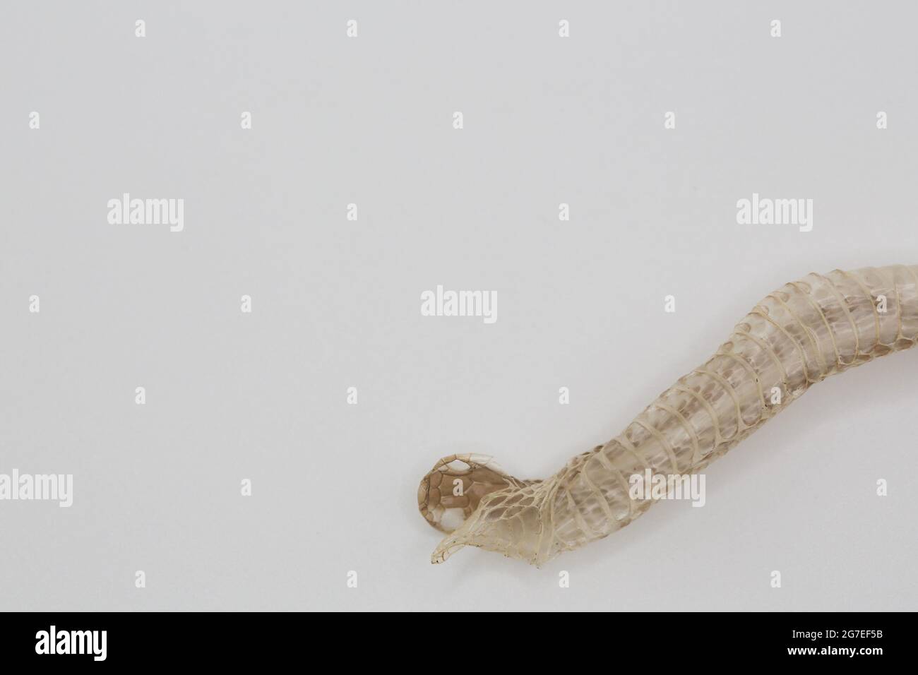 Snakeskin background hi-res stock photography and images - Alamy