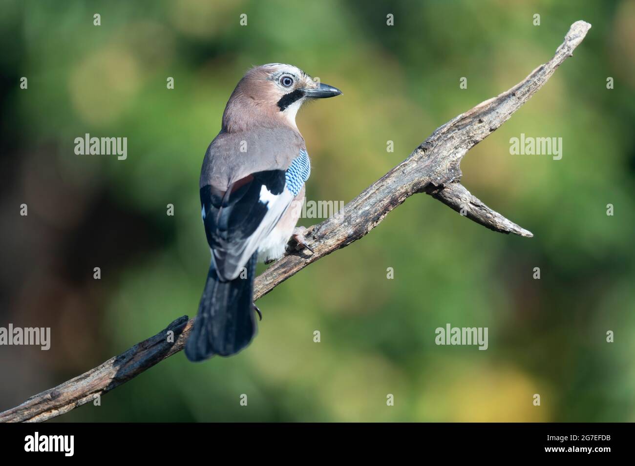 European Jay Garrulus glandarius sitting on a branch Stock Photo - Alamy