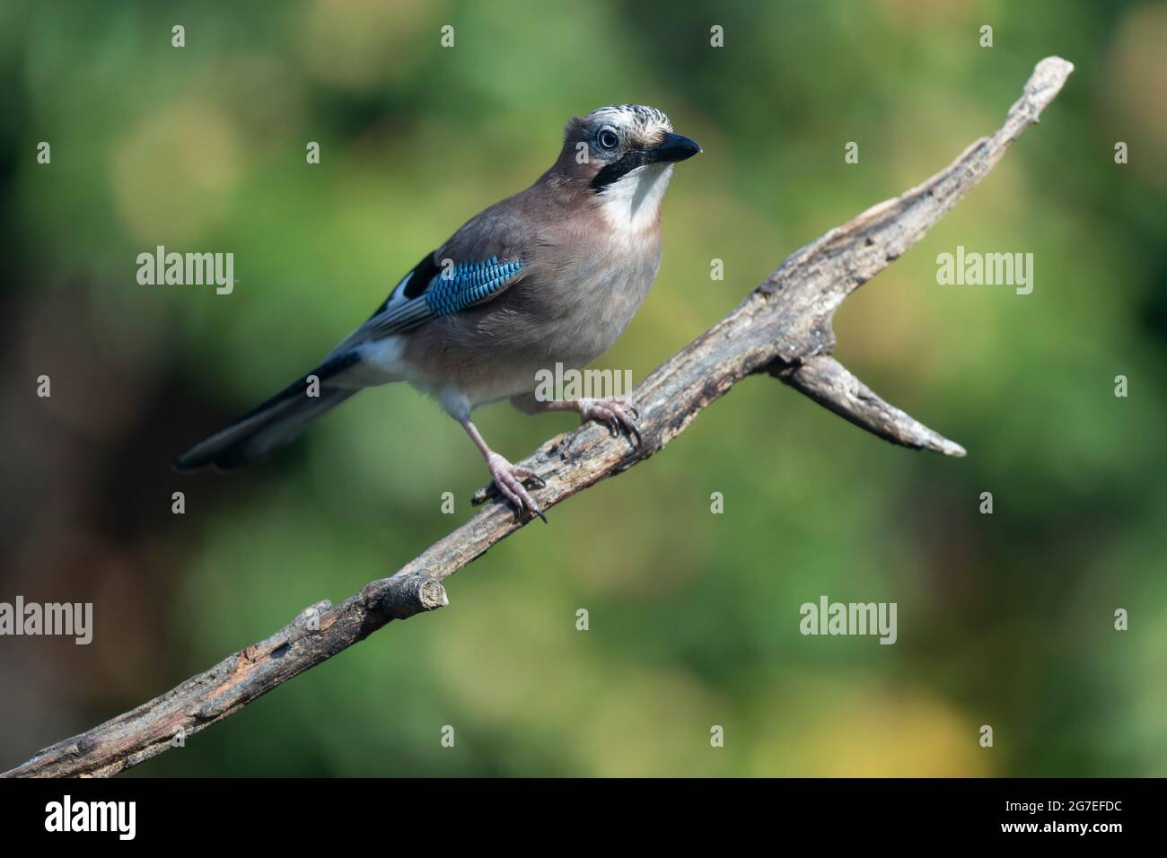 Eurasian Jay Flying High Resolution Stock Photography and Images - Alamy