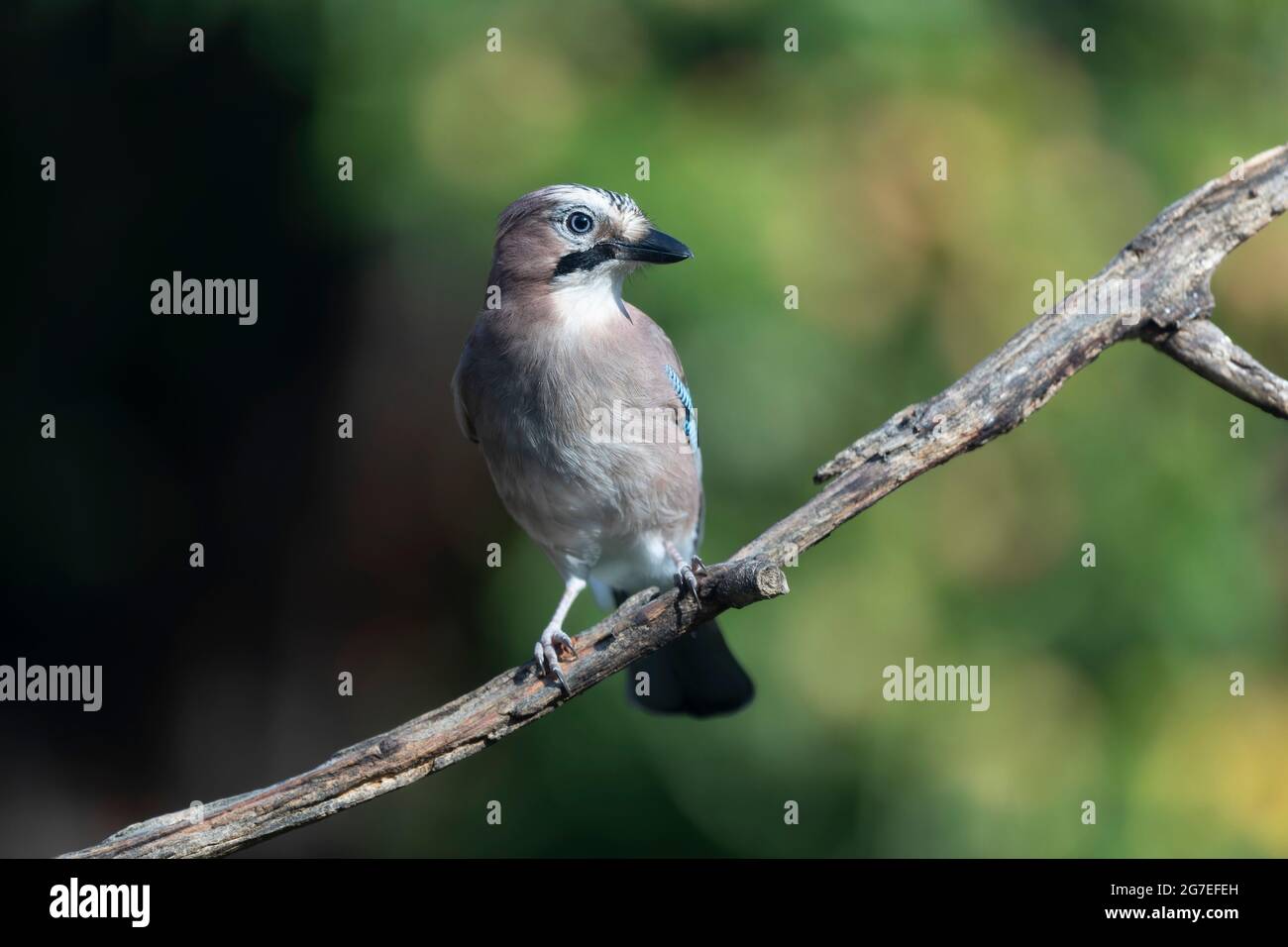 Eurasian jay garrulus glandarius juvenile hi-res stock photography and ...