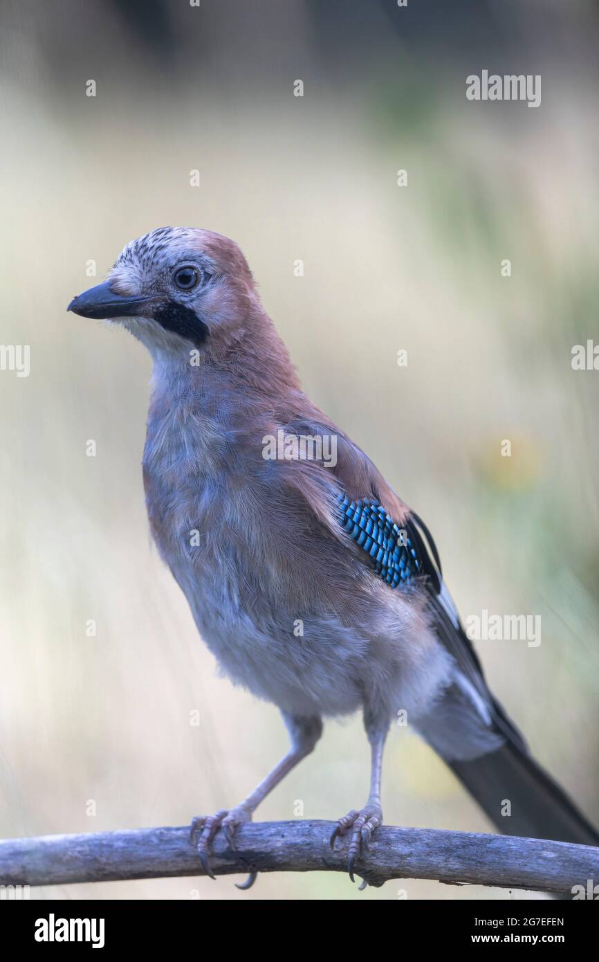 European Jay Garrulus glandarius sitting on a branch Stock Photo - Alamy