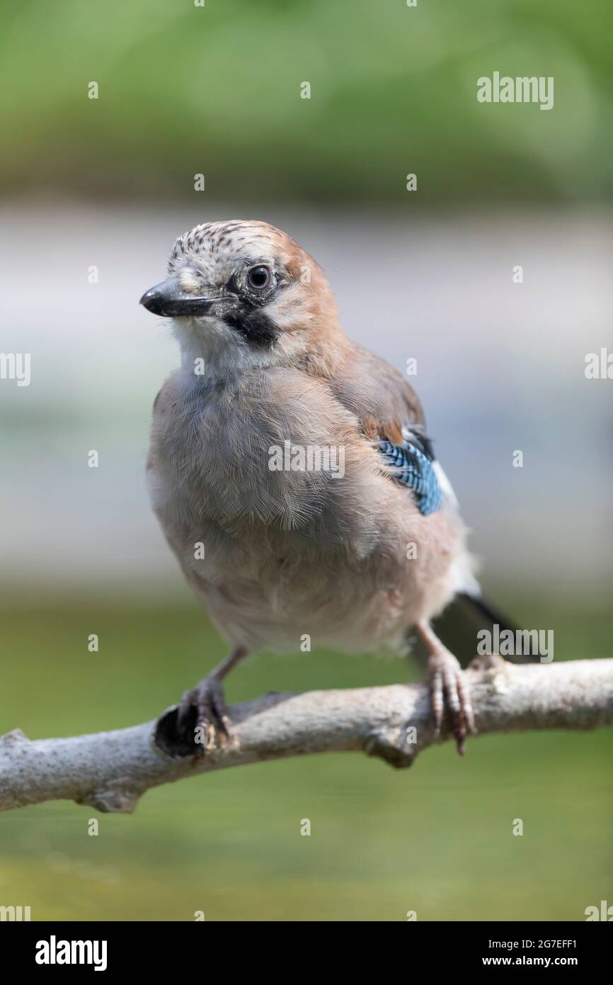 European Jay Garrulus glandarius sitting on a branch Stock Photo - Alamy